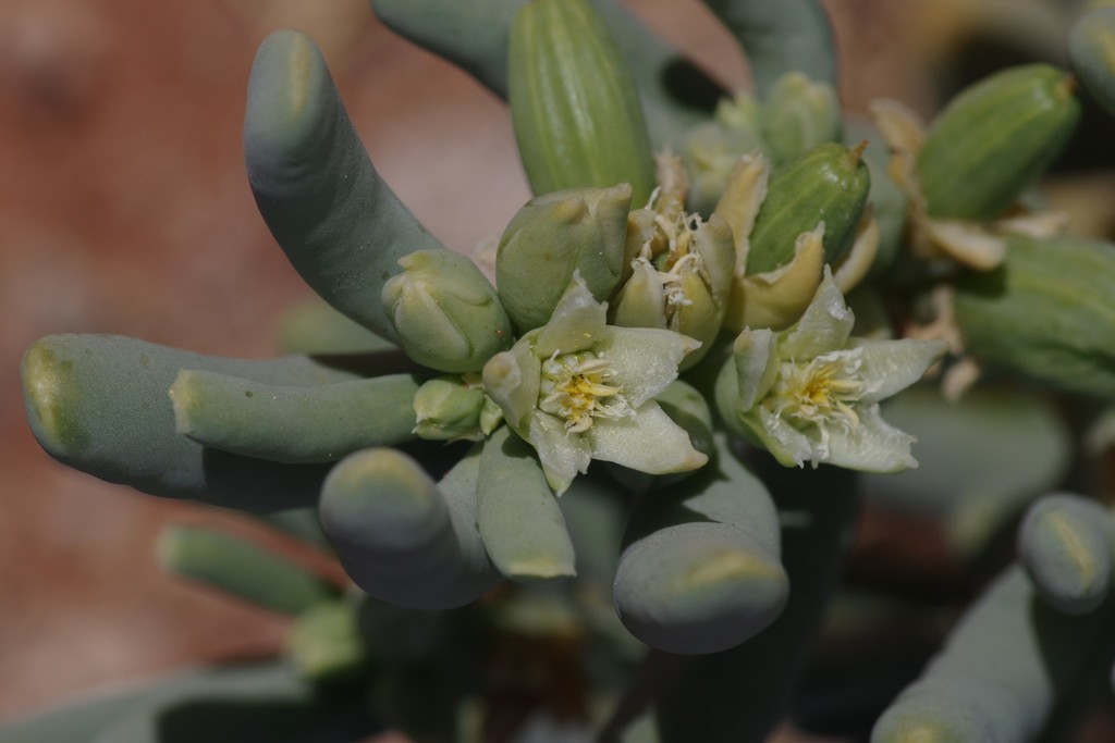 Baboon's-food from N14 from Bladgrond westwards towards Aggeneys via ...