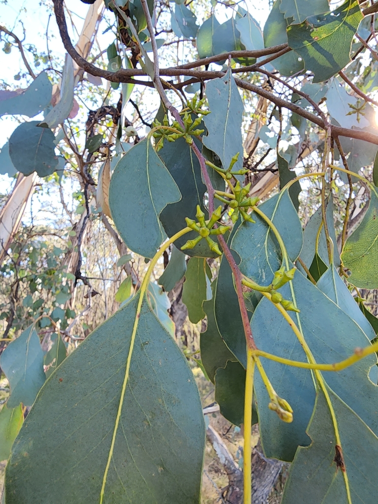 Mountain Swamp Gum from Bendoc VIC 3888, Australia on May 9, 2025 at 01 ...