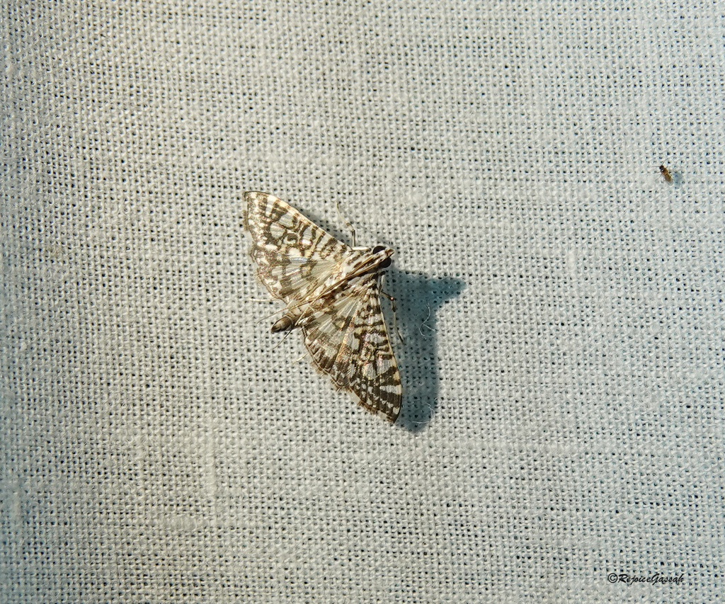 Swan plant flower moth from Bazaricherra, Karimganj, Assam 788727 ...