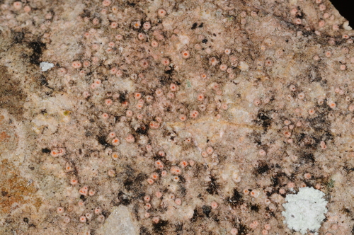 Gyalecta hypoleuca · iNaturalist