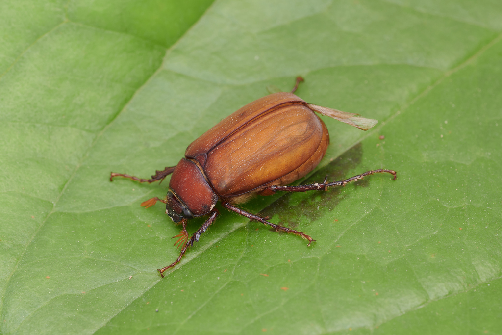 Hilyotrogus bicoloreus from 中国浙江省湖州市安吉县 on July 29, 2024 at 08:34 PM by ...