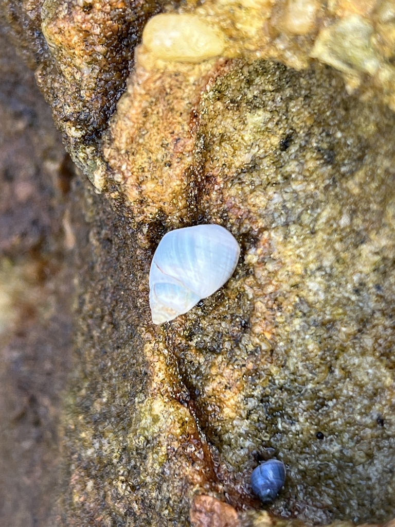 Little Blue Periwinkle from Cabbage Tree Bay Aquatic Reserve, Manly ...