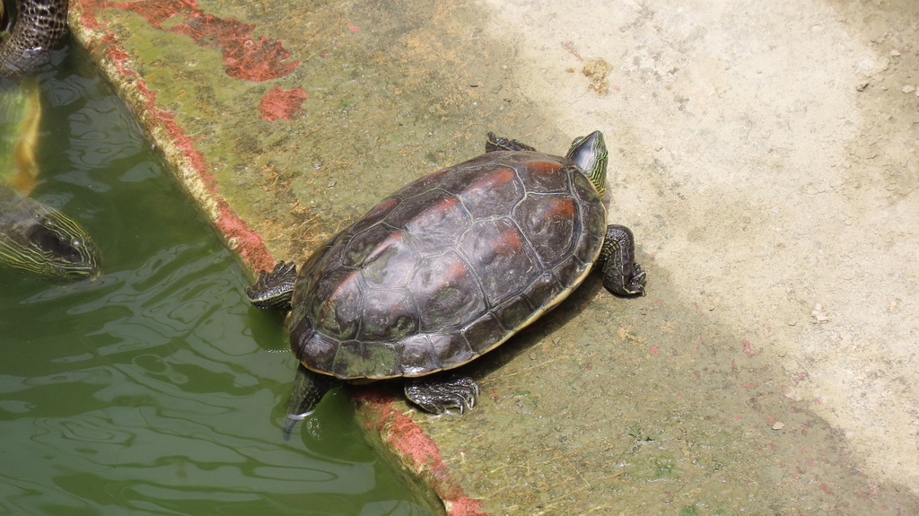 Common thread turtle from 台灣台南市東區臺南 on May 7, 2025 at 11:17 AM by ...