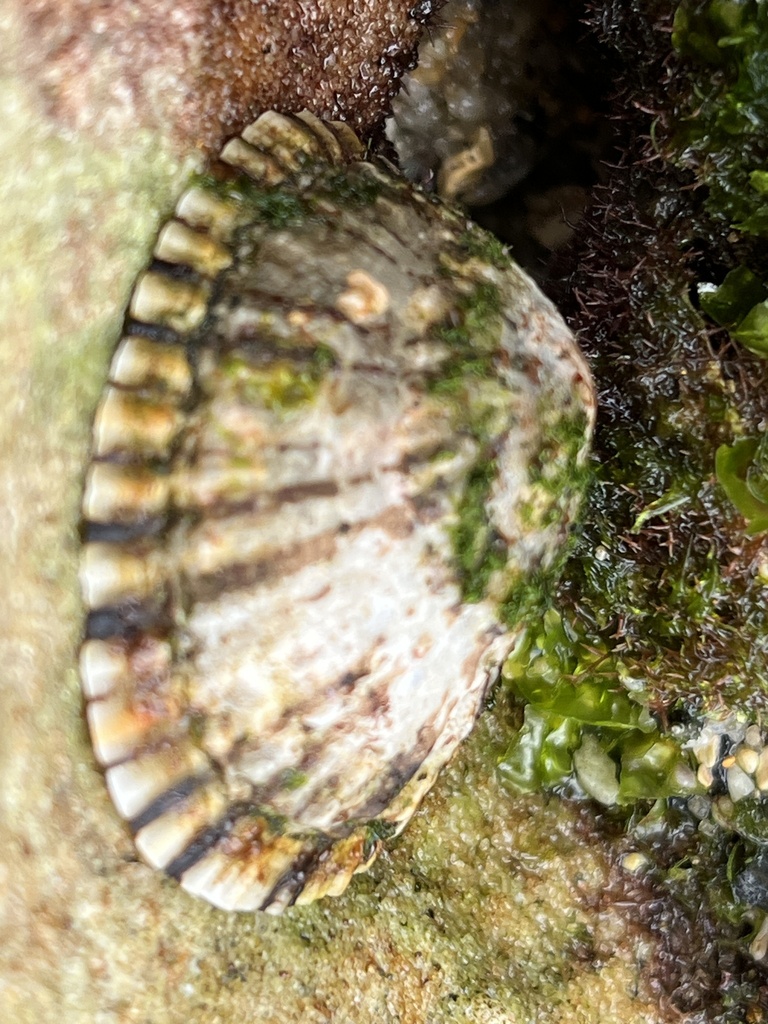 Variegated limpet from Cabbage Tree Bay Aquatic Reserve, Manly, NSW, AU ...