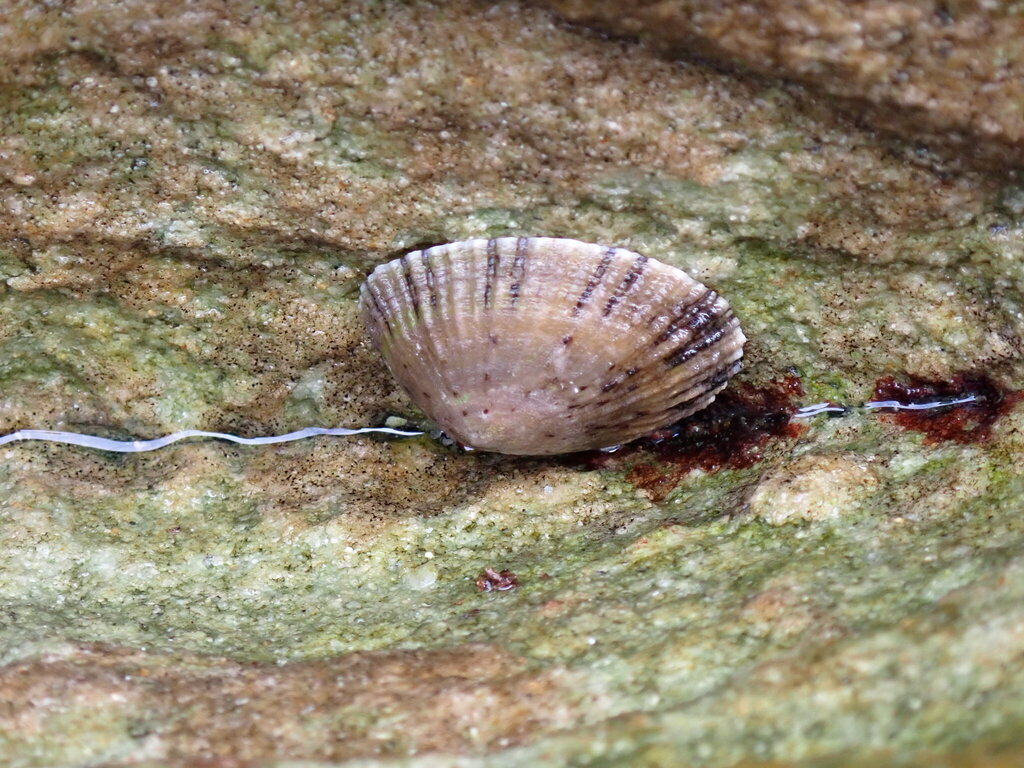 Variegated limpet from Sydney Nouvelle-Galles du Sud, Australie on May ...