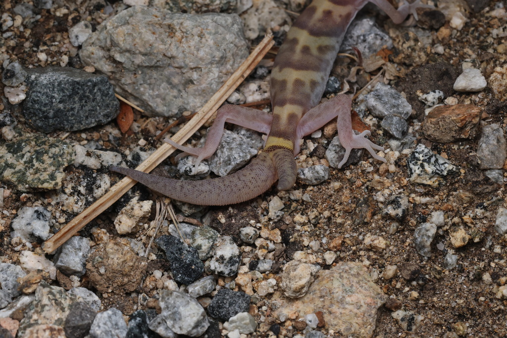 Western Banded Gecko in May 2025 by netviper · iNaturalist