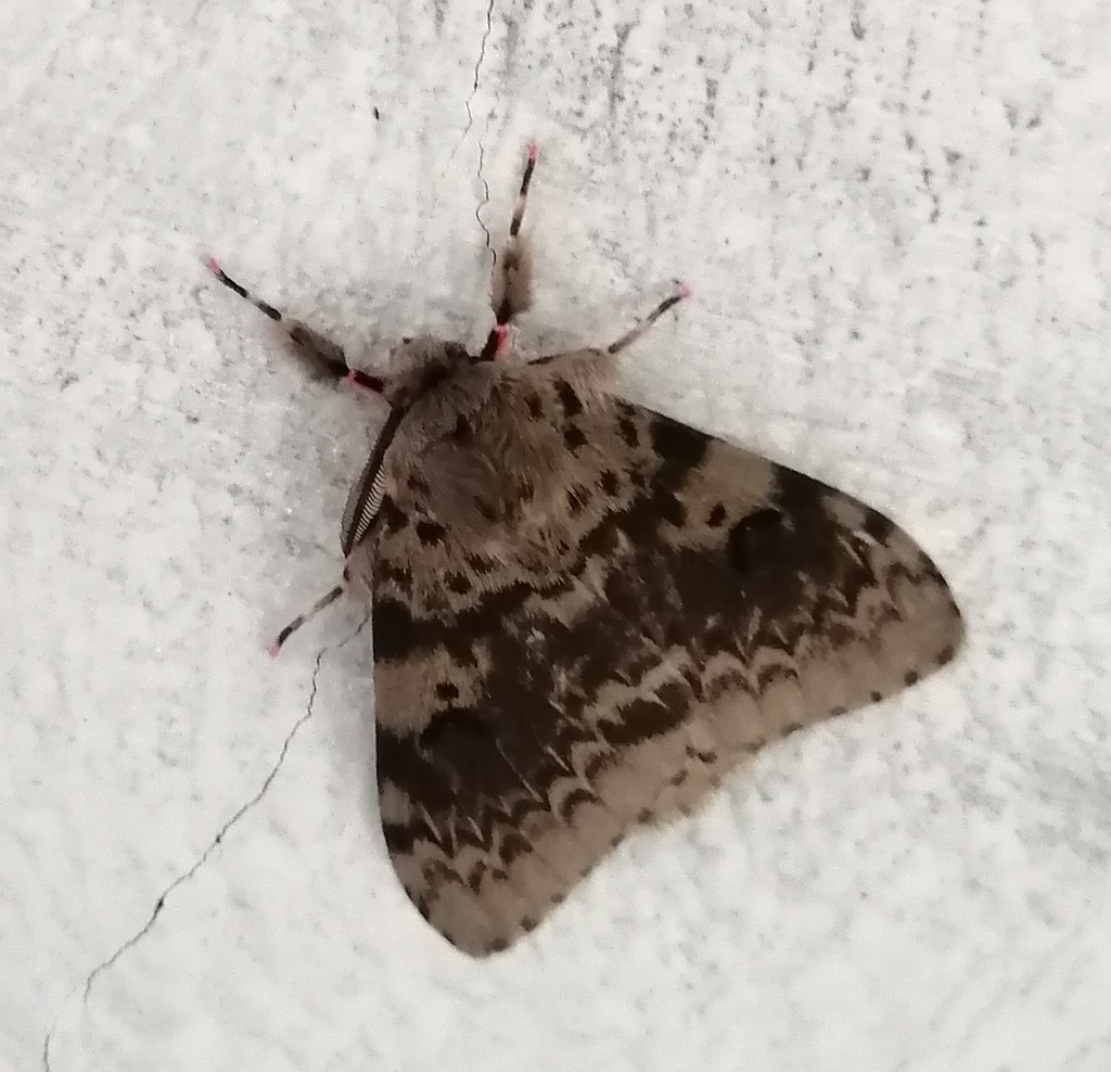 Lymantria aryama from 685620, India on September 3, 2019 at 04:26 PM by ...