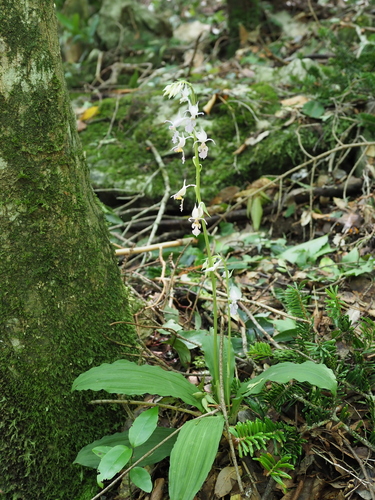 Variety Calanthe puberula reflexa · iNaturalist