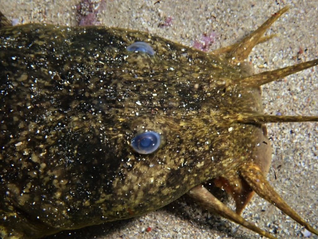 Estuary Cobbler (Cnidoglanis macrocephalus) - Marine Life Identification