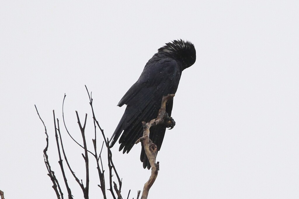 Australian Torresian Crow from Glenwood QLD 4570, Australia on April 2 ...