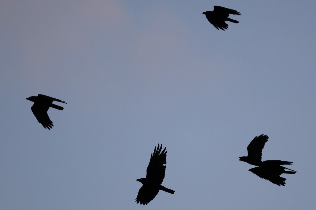Australian Torresian Crow from Glenwood QLD 4570, Australia on April 30 ...