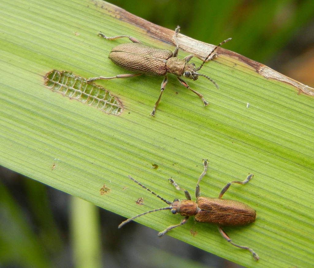 common reed beetle from 日本、北海道札幌市北区 on July 30, 2011 by masakazu ...