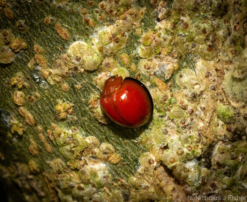 Red Chilocorus from Lismore NSW 2480, Australia on May 8, 2025 at 10:18 ...