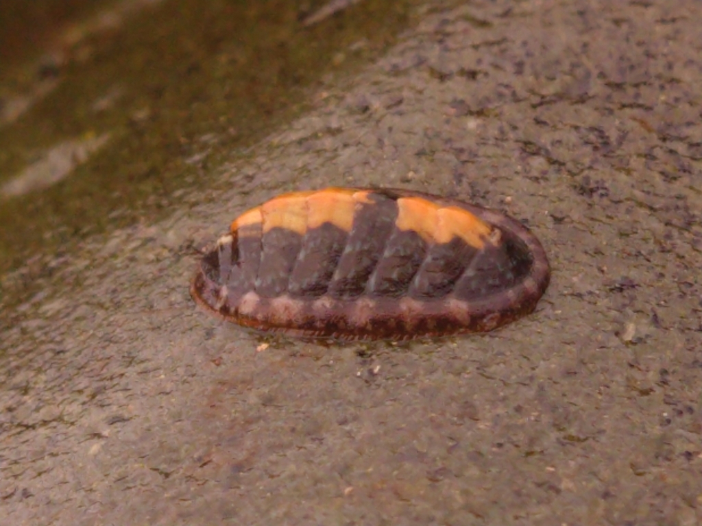 Grey Mail-shell from Newtownards, UK on September 02, 2019 at 09:18 AM ...