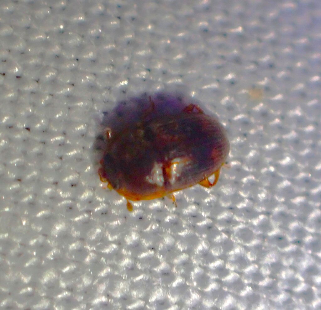 Strawberry Sap Beetle from Dunedin, FL, USA on May 09, 2025 at 07:31 PM ...