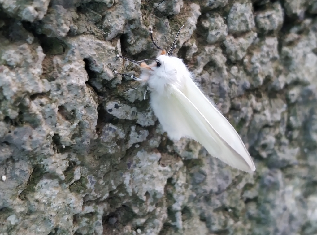Water Ermine from Rasht, Gilan Province, Iran on May 09, 2025 at 04:58 ...