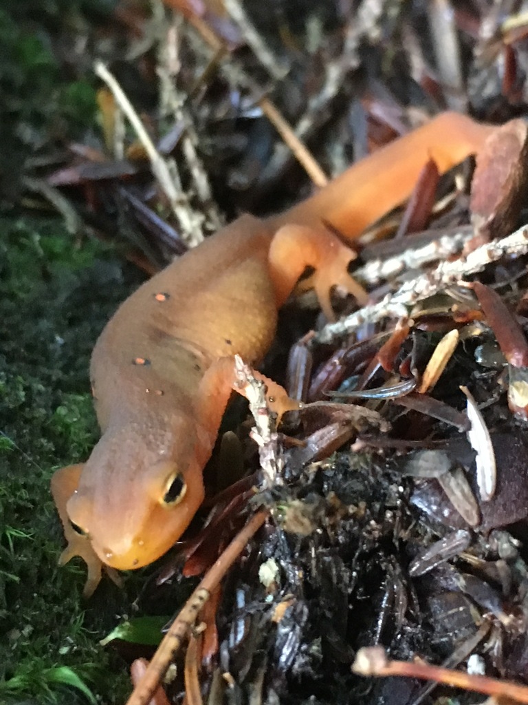 Eastern Newt from DAR State Forest, Goshen, MA, USA on September 15 ...