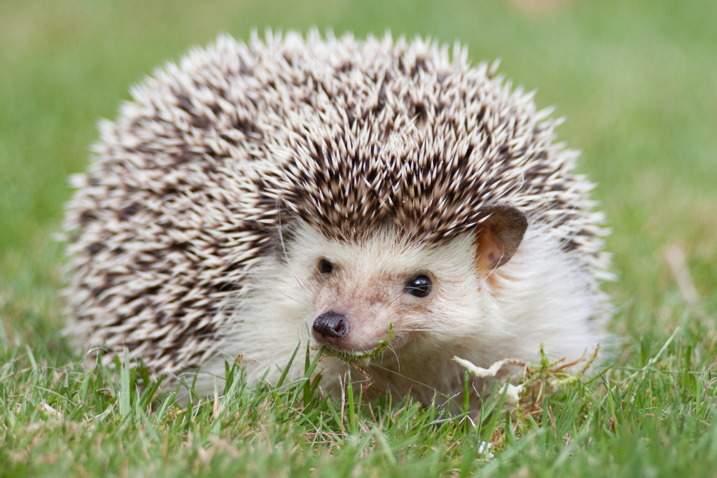 North American Hedgehog 20,000+ Free North American Porcupine
