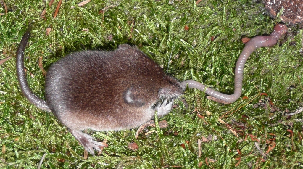 Common Shrew (Sorex araneus) - Know Your Mammals