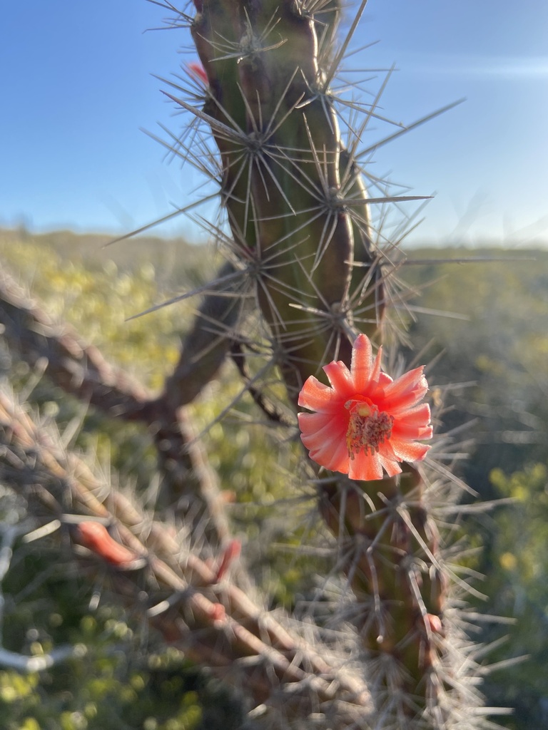 Octopus Cactus in May 2025 by Manuel Magaña · iNaturalist