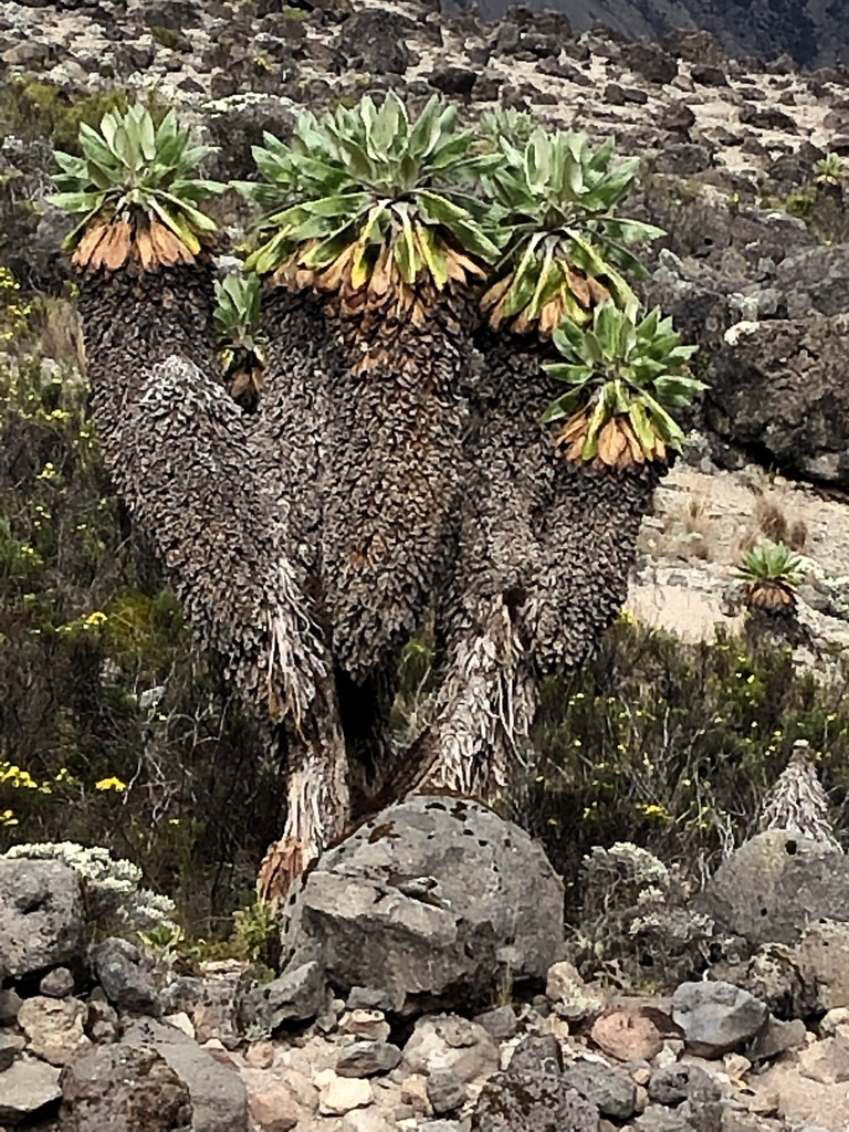 Giant Groundsel (Dendrosenecio kilimanjari) - Botanical Realm