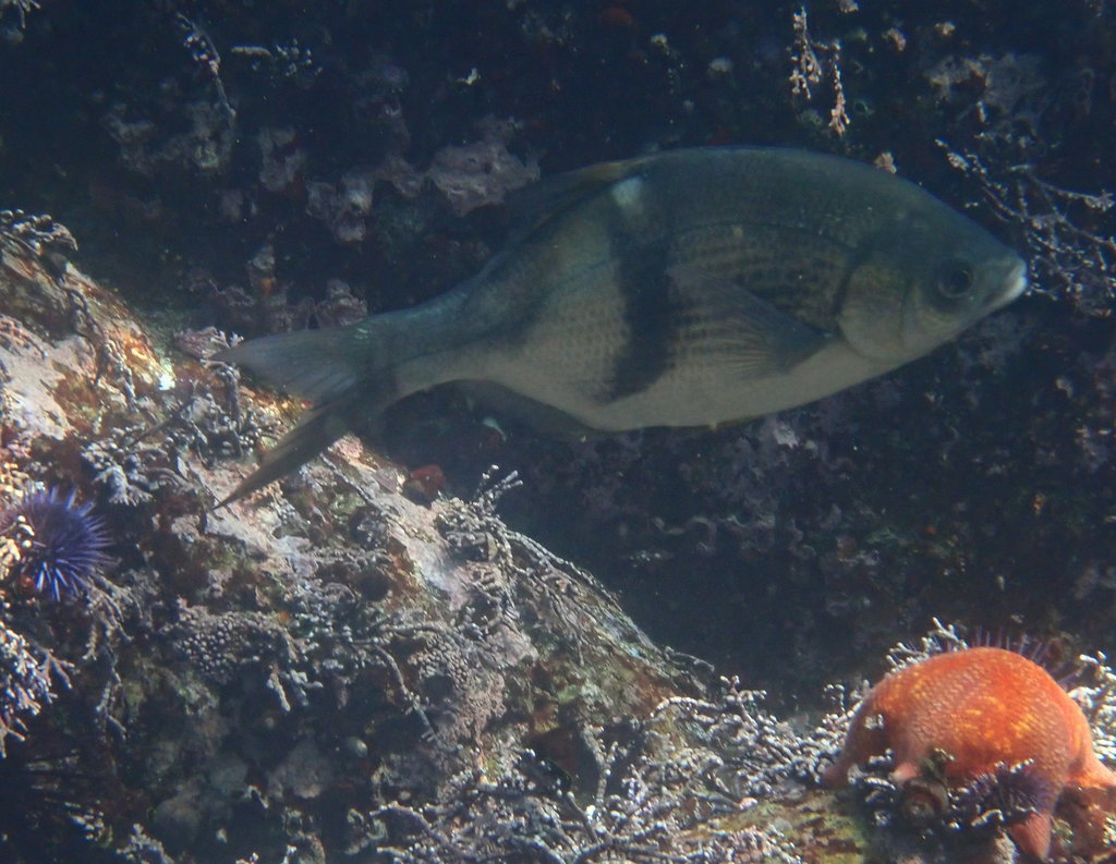 Pile Perch (China Cove Organisms) · iNaturalist