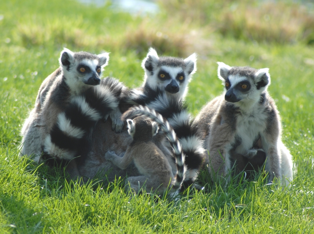 Typical Lemurs (Lemuridae) - Know Your Mammals