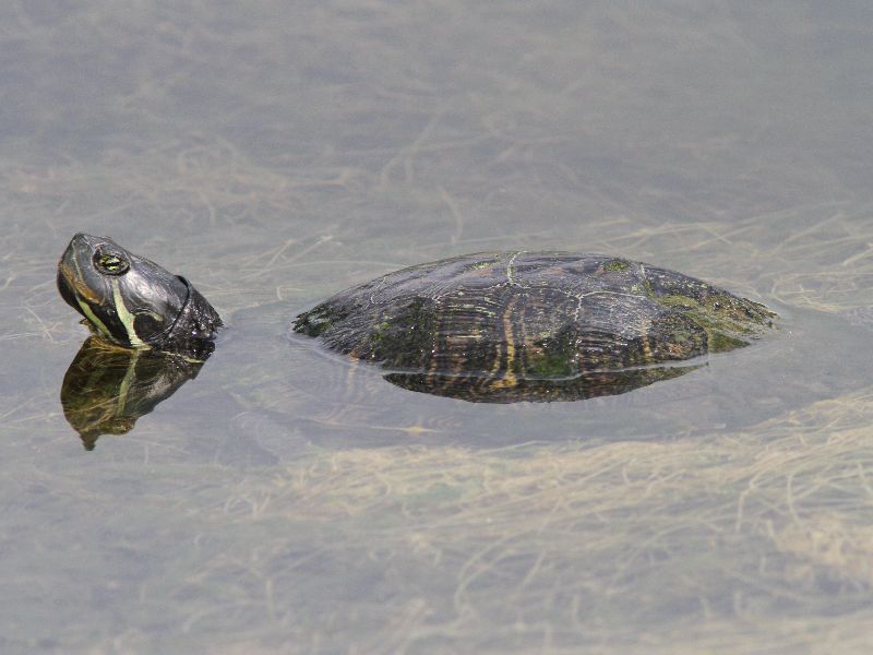 Pond Slider from Long Key Natural Area & Nature Center, 3501 SW 130th ...