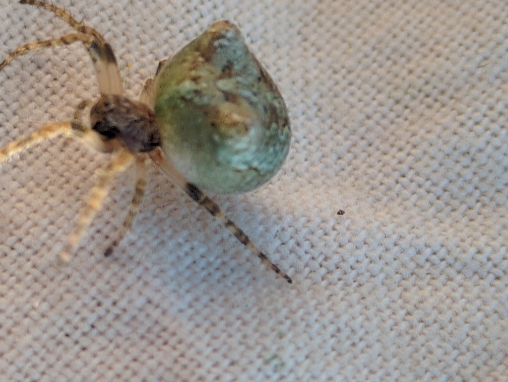 Humped orbweb spider from York YO24 1QQ, UK on May 9, 2025 at 07:11 PM ...