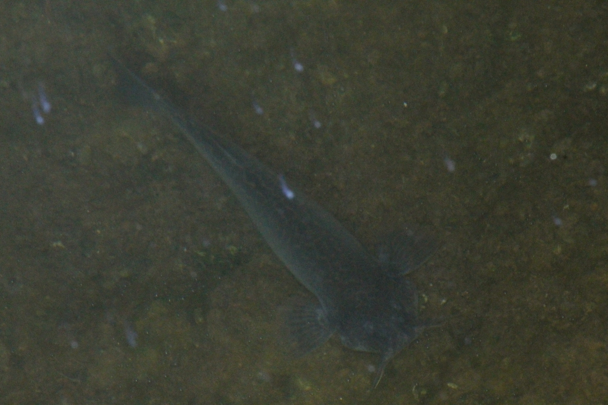 Trichomycteridae
