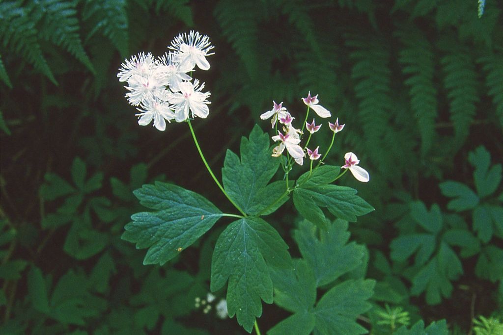 Willamette False Rue Anemone from Lewis County, WA, USA on July 19 ...