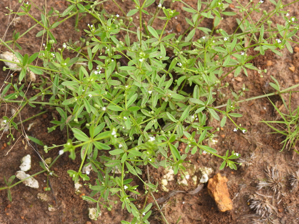 Stiff Marsh Bedstraw from Bastrop County, TX, USA on May 09, 2025 at 08 ...