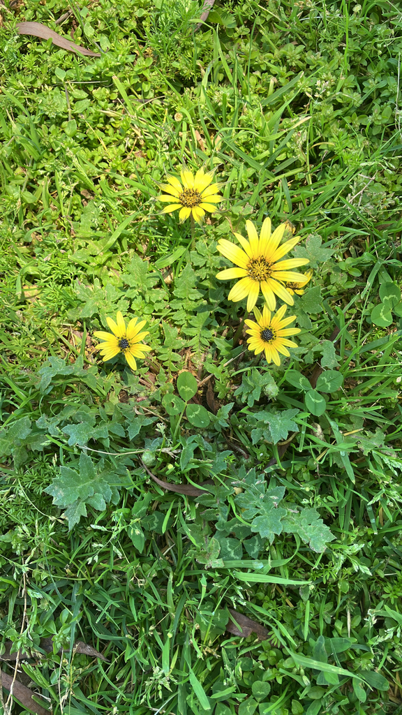 Capeweed from Morley Field Dr, San Diego, CA, US on May 9, 2025 at 12: ...