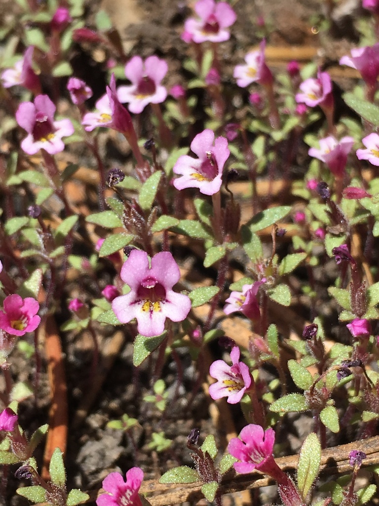Jepson's Monkeyflower from Nevada, Tahoe National Forest, California ...