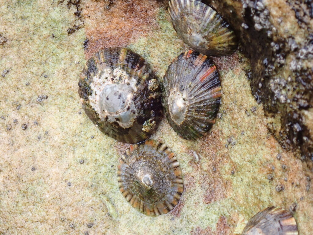 Variegated limpet from Sydney Nouvelle-Galles du Sud, Australie on May ...