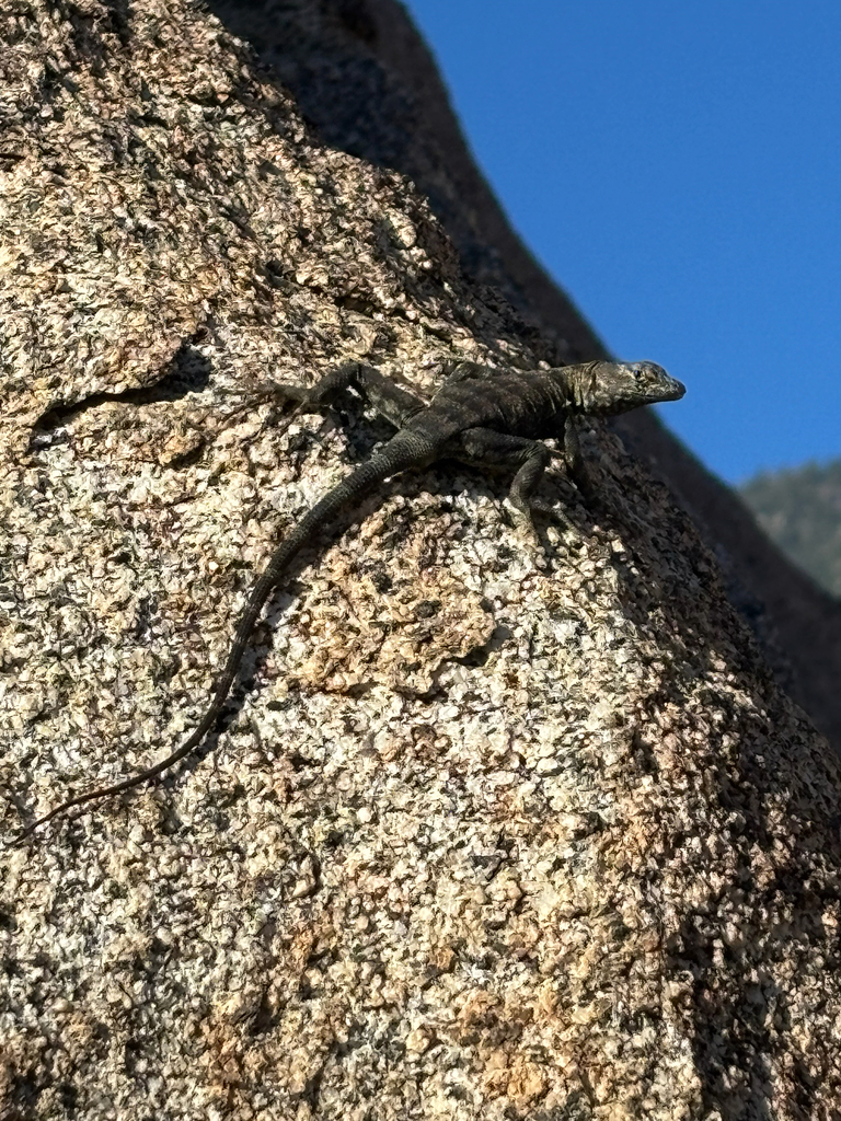 Banded Rock Lizard from Pacific Crest National Scenic Trail, Palm ...