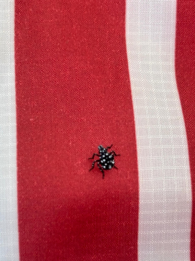 Spotted Lanternfly from SE Taylor St, Portland, OR, US on May 9, 2025 ...