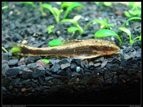 Golden Oto (Otocinclus affinis) · iNaturalist