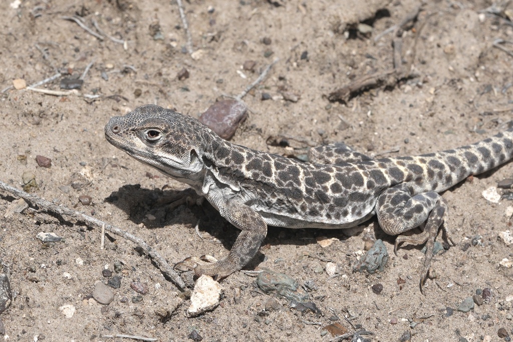 Long-nosed Leopard Lizard in May 2025 by Michael Stein · iNaturalist