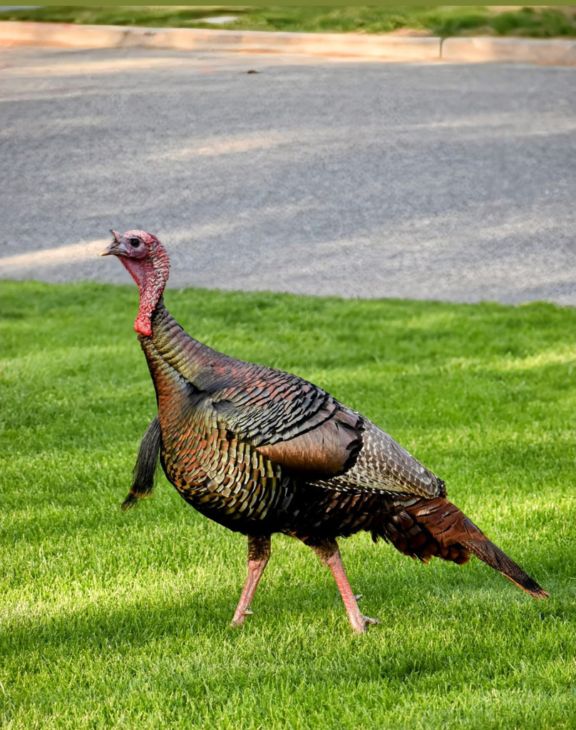 Wild Turkey from Long Island, Coram, NY, US on May 8, 2025 at 01:50 PM ...