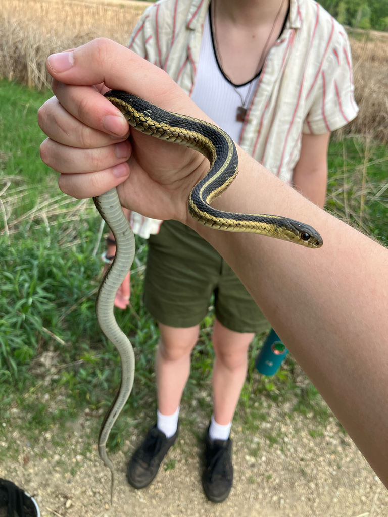 Common Garter Snake from Lake Shore Dr S, Richfield, MN, US on May 9 ...