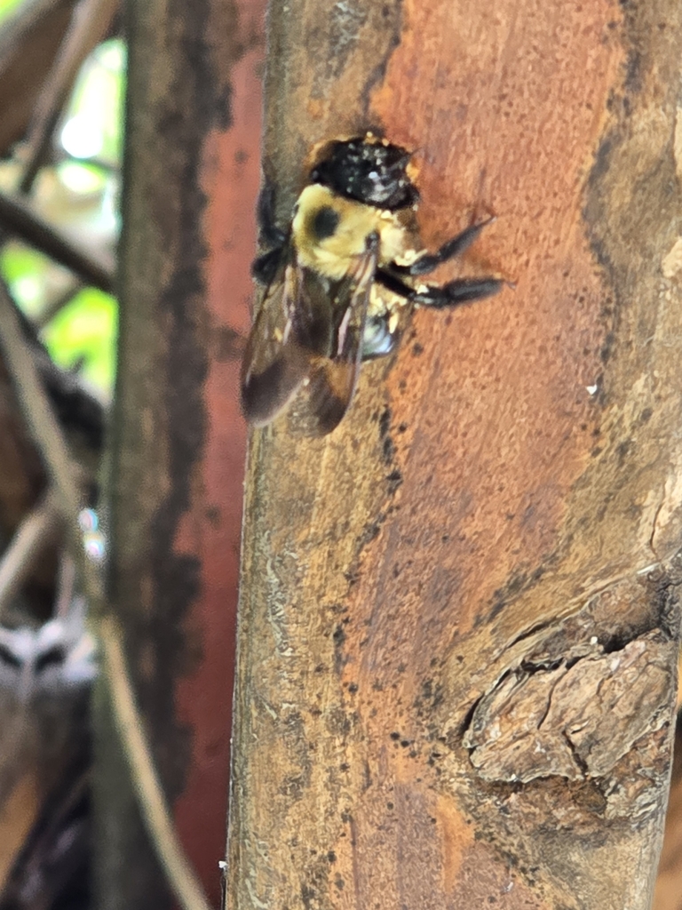 Eastern Carpenter Bee from Boise, ID 83706, USA on May 09, 2025 at 06: ...