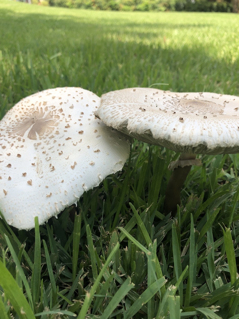 green-spored parasol from University of North Texas, Denton, TX, US on ...