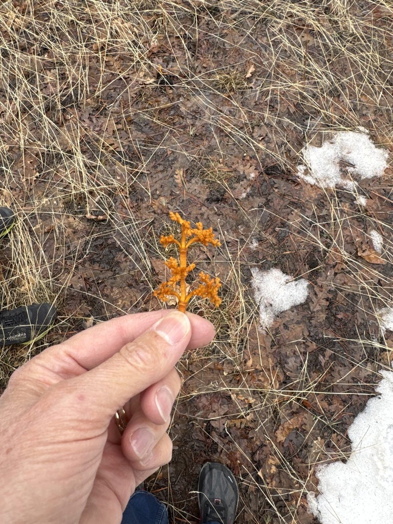 Mistletoes from Coconino County, US-AZ, US on March 26, 2025 at 05:07 ...