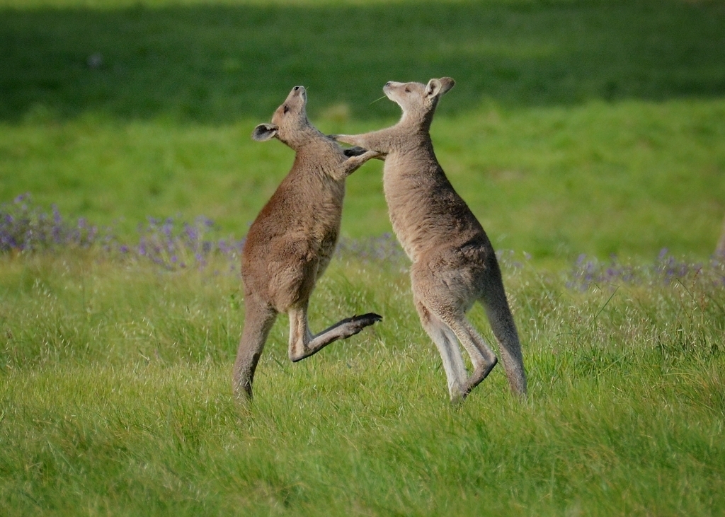 Eastern Grey Kangaroo (Macropus giganteus) - Know Your Mammals