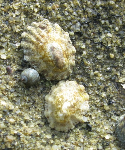Rough Limpet Complex (Complex Lottia scabra) · iNaturalist