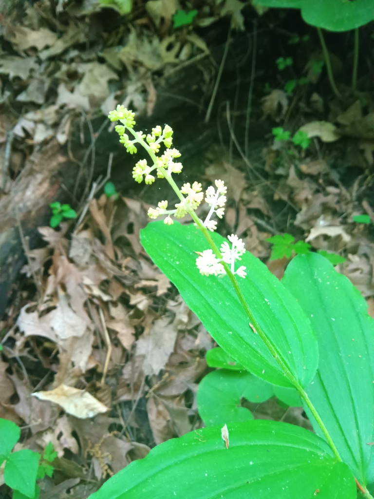 Solomon's plume from Vermillion County, IN, USA on May 9, 2025 at 07:09 ...