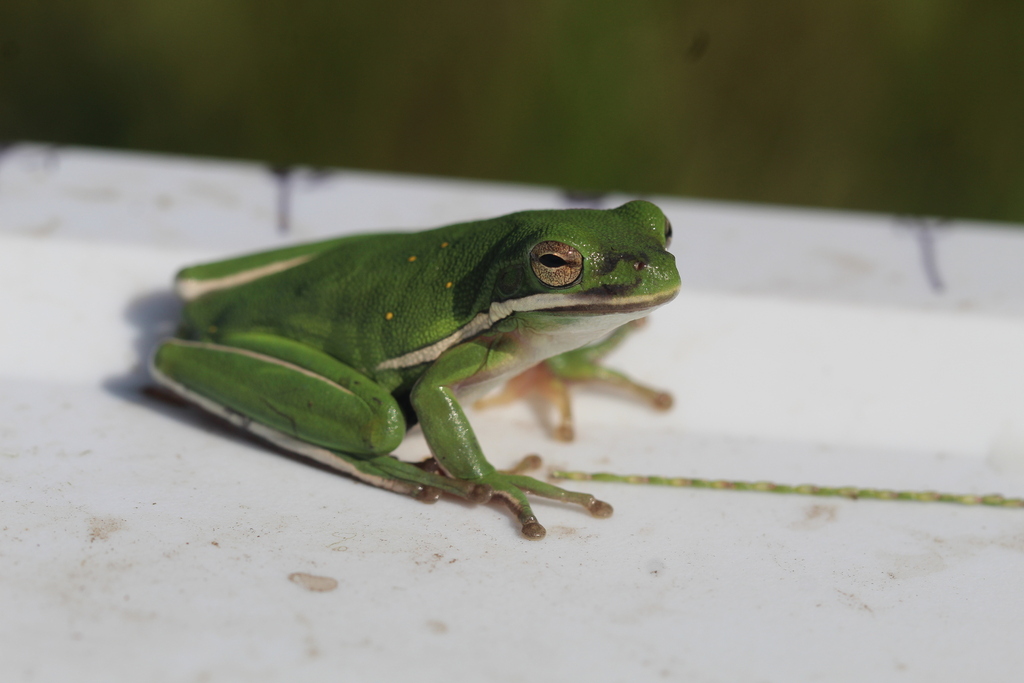 Green Treefrog from FG2J+8Q Port O'Connor, TX, USA on May 07, 2025 at ...
