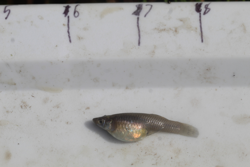Western Mosquitofish from CGRP+7W Port O'Connor, TX, USA on May 07 ...