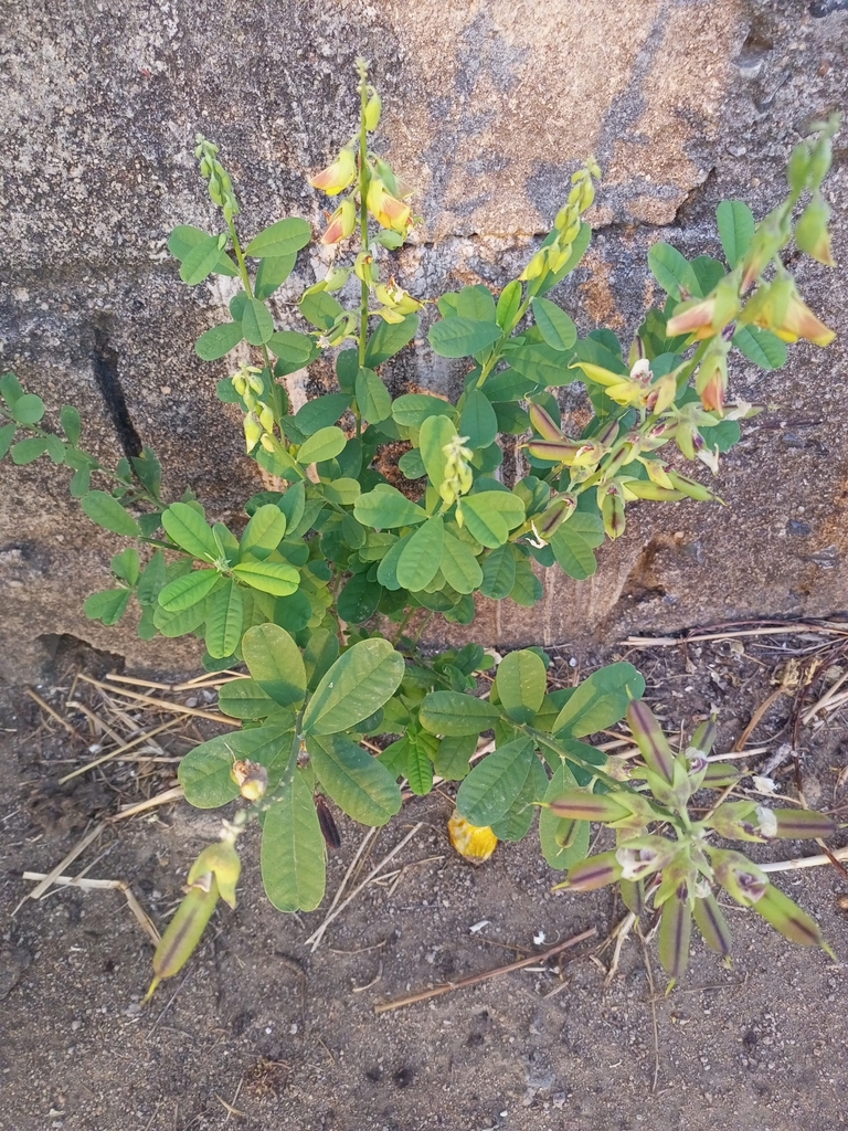 Rattleweed from Maison OMI Maroua on May 10, 2025 at 05:55 AM by ...